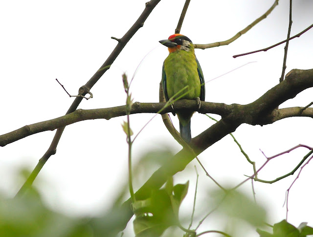 Vietnam Bird News: Ba Vi National Park