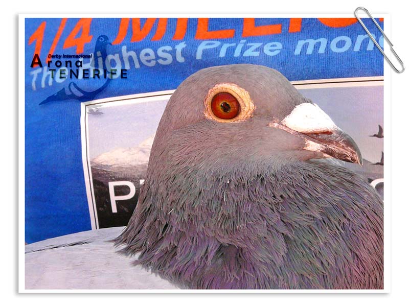 ΤΑΧΥΔΡΟΜΙΚΑ ΠΕΡΙΣΤΕΡΙΑ-RACING PIGEONS: Team COLUMBACANARIA