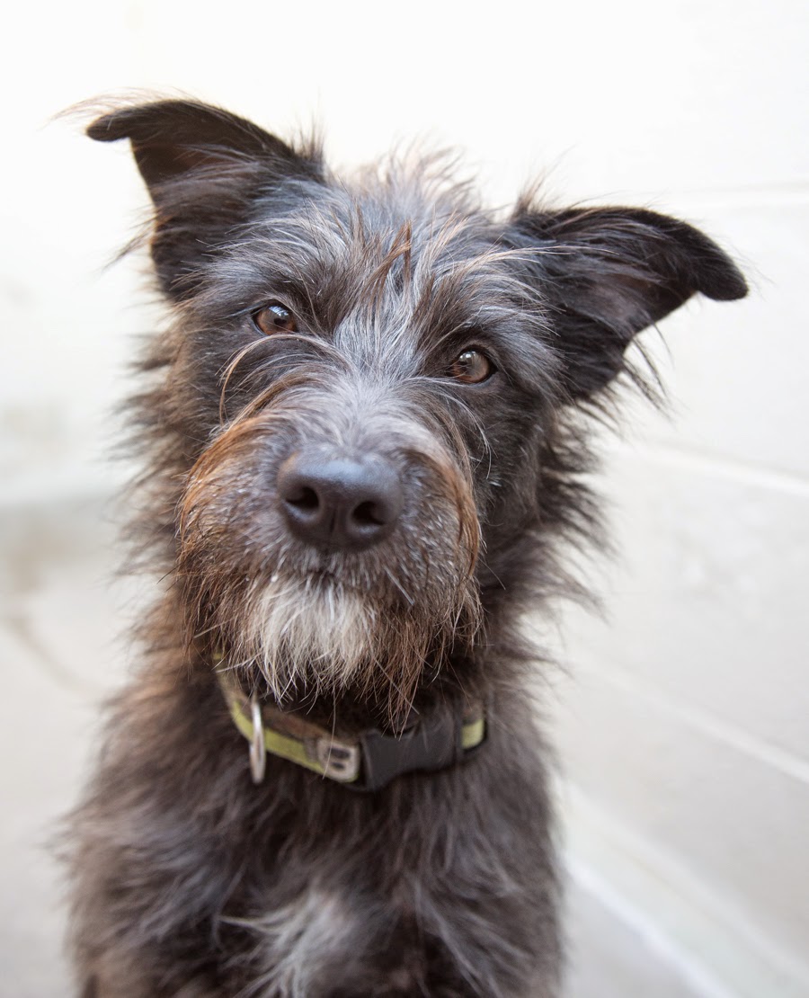 Shelter Dogs of Portland: "CAROLINE" shaggy and smart and loyal, med ...