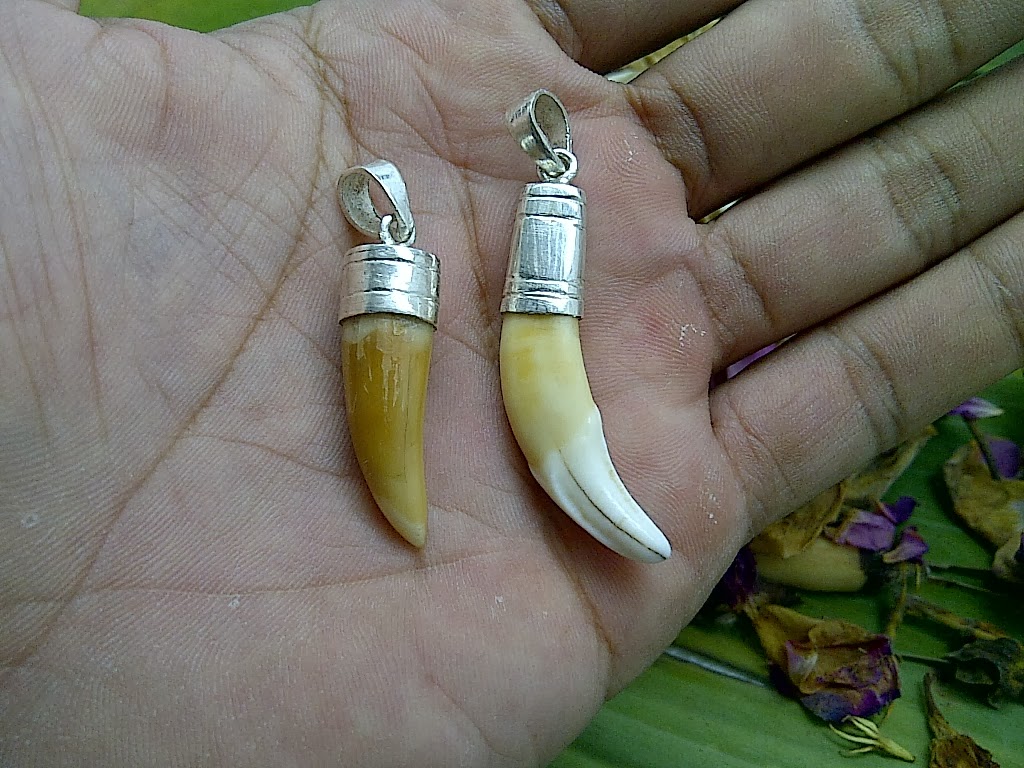 TARING HARIMAU - SIUNG MACAN ~ Jimat Azimat | Batu Mustika Geliga ...