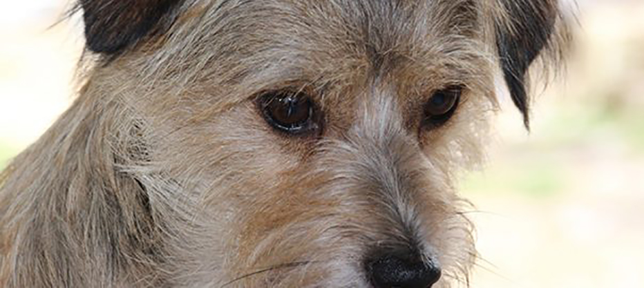 ¿TU PERRO ES TÍMIDO? - Agro López Monforte