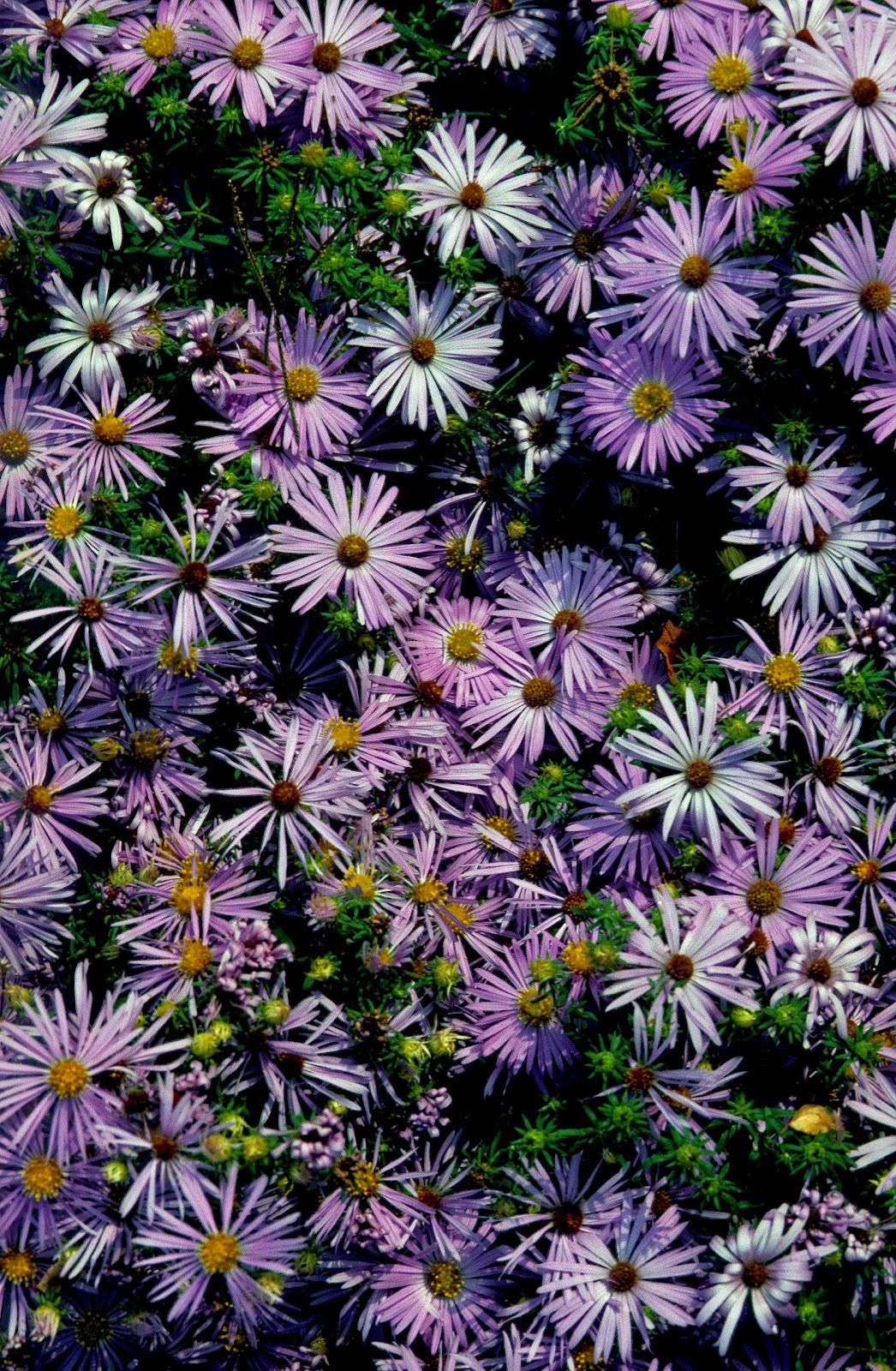 Kentucky Native Plant and Wildlife: Plant of the Week: Aromatic Aster