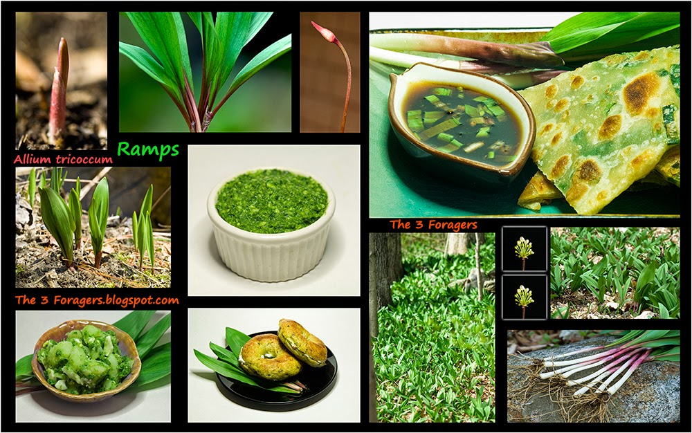 The 3 Foragers: Foraging for Wild, Natural, Organic Food: Ramps Recipe ...