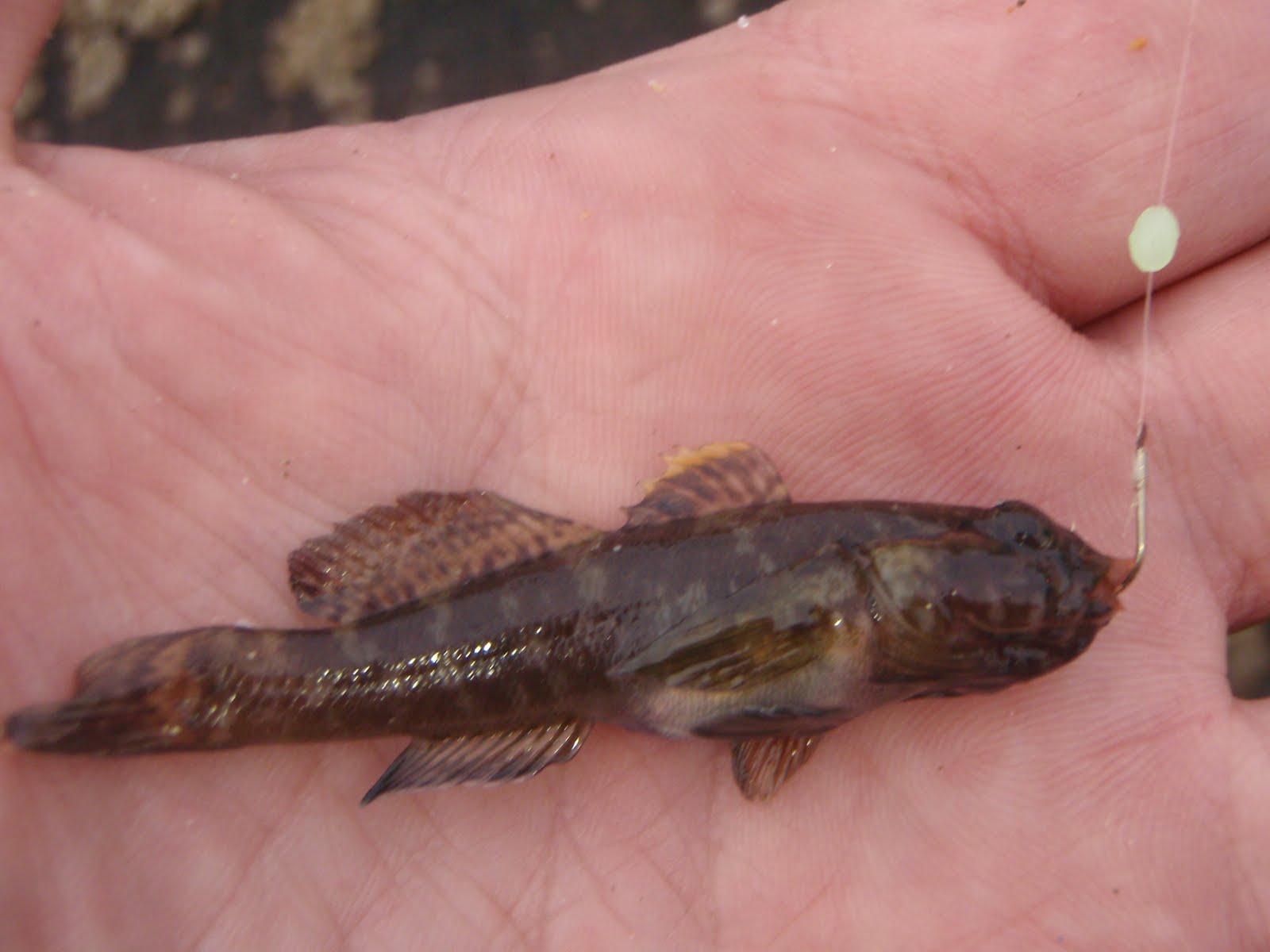 Tide Lines Martin's fishing blog: Rock Goby & Common Goby