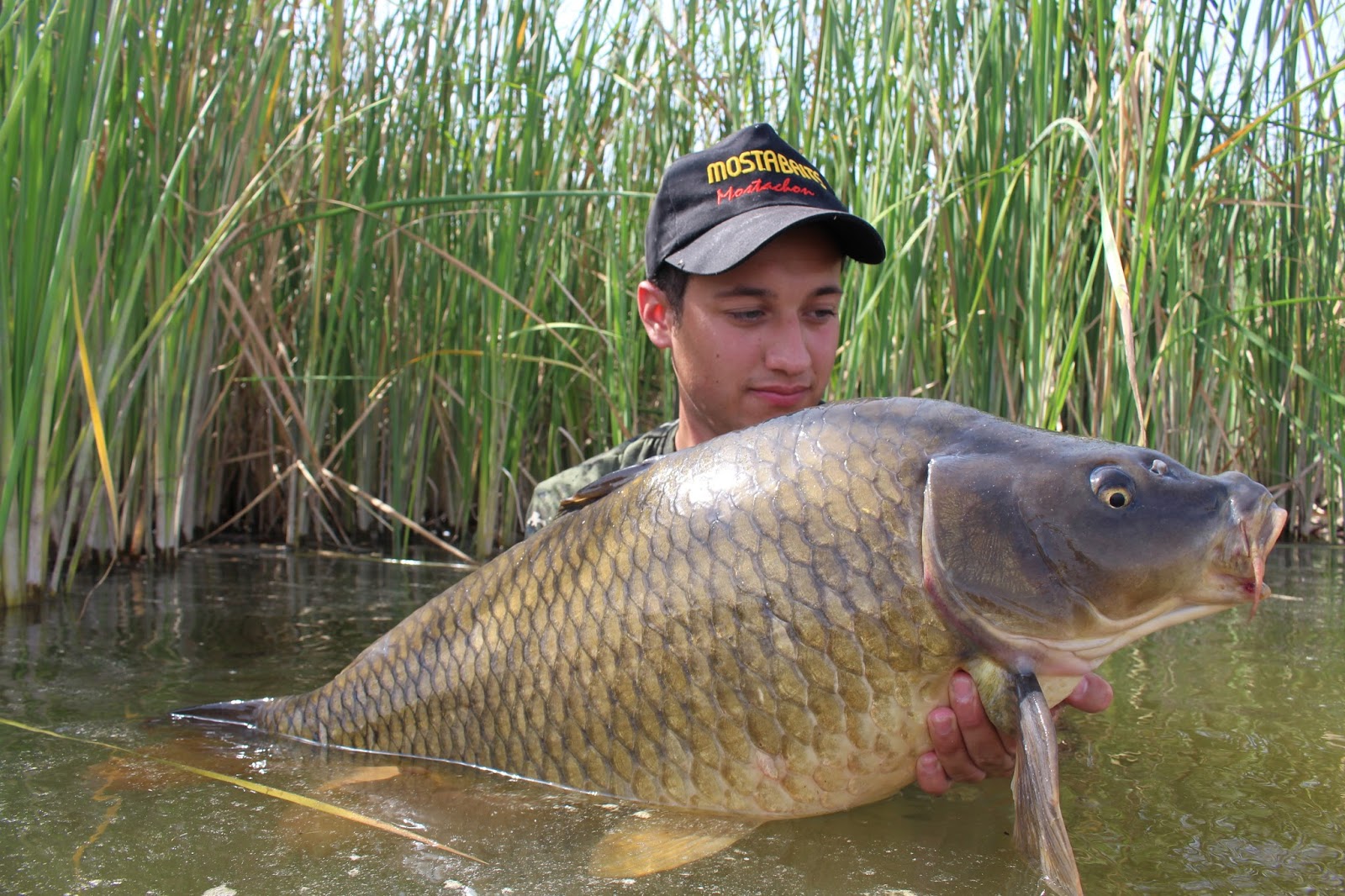 MOSTABAITS: HABITO ANIMAL EN LA CARPA.