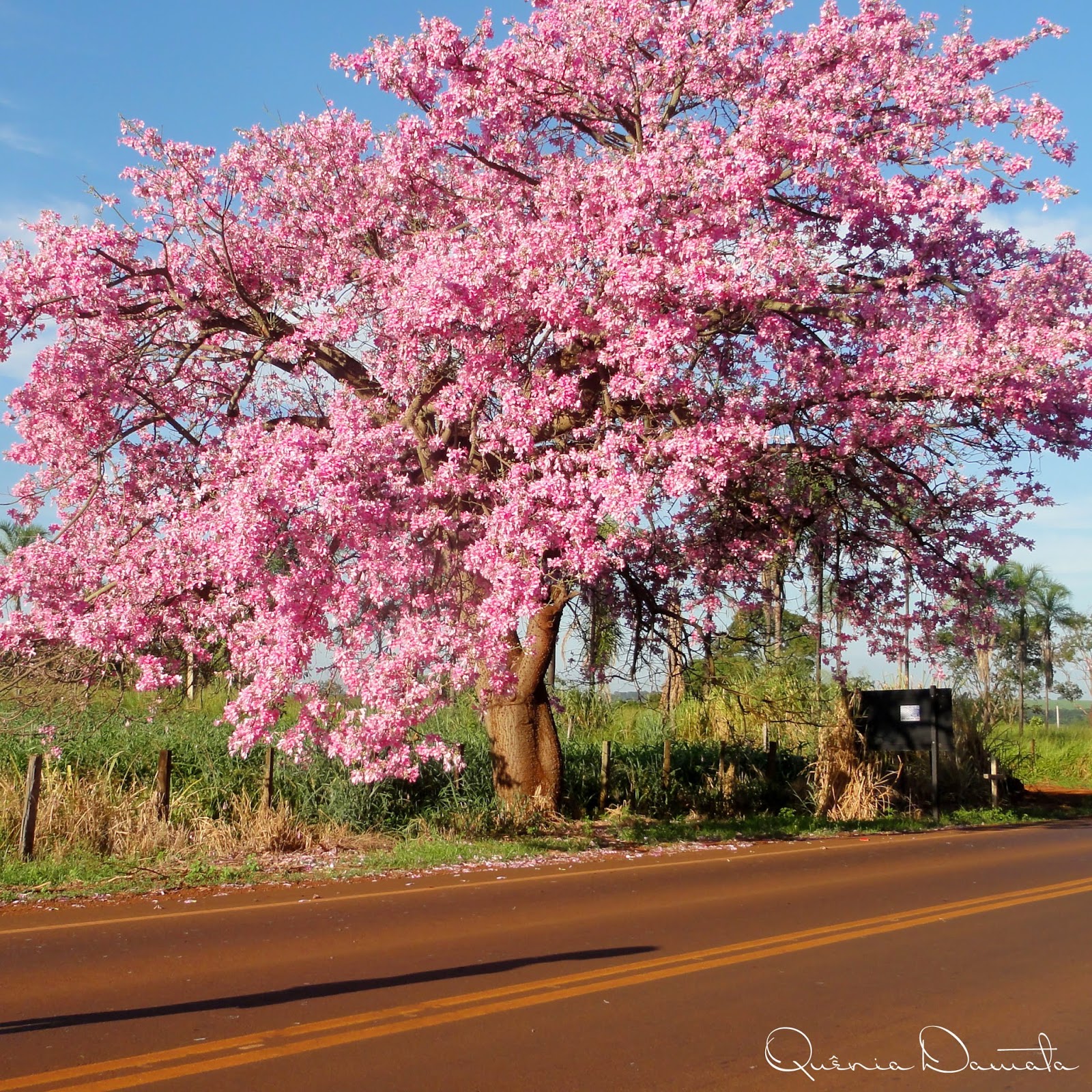 Barriguda | Fotos do Cerrado...