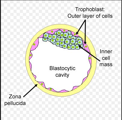Trophoblast |Genetic Engineering Info
