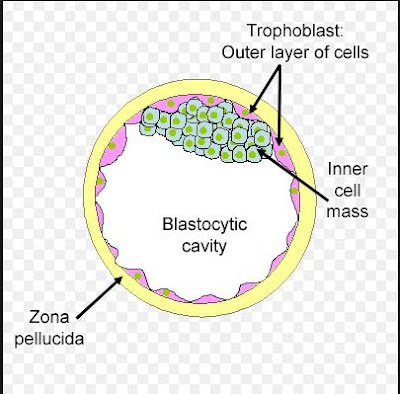 Trophoblast |Genetic Engineering Info