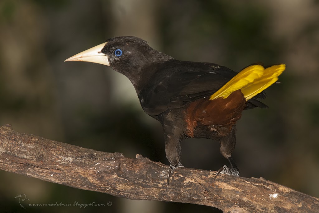 Yapú (Crested Oropendola) Psarocolius decumanus | Focusing on Wildlife
