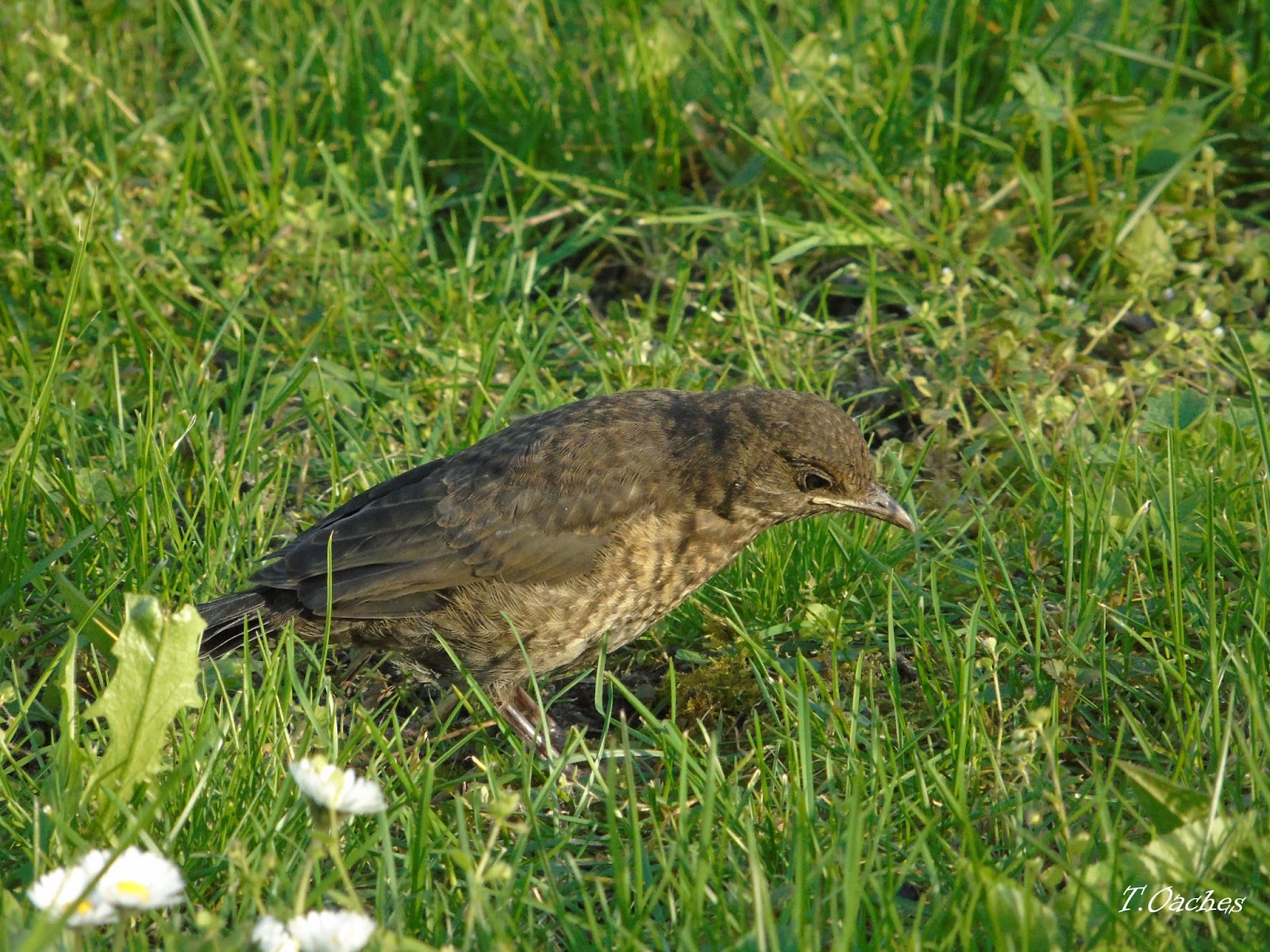 PASARI DIN ROMANIA: MIERLA (3), PUI si JUVENILI, Turdus merula