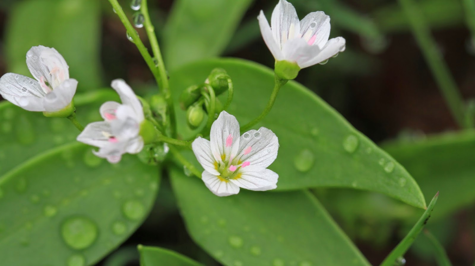 TravelMarx: Johnson Ridge Hike