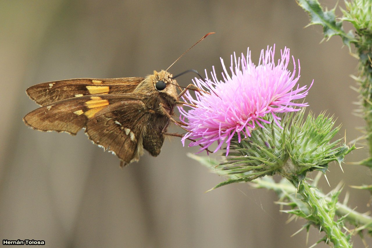 Flora Bonaerense: Polinizadores de la chilca de olor