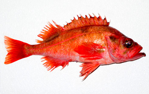 Pacific Ocean Perch - Fishes World - HD Images & Free Photos