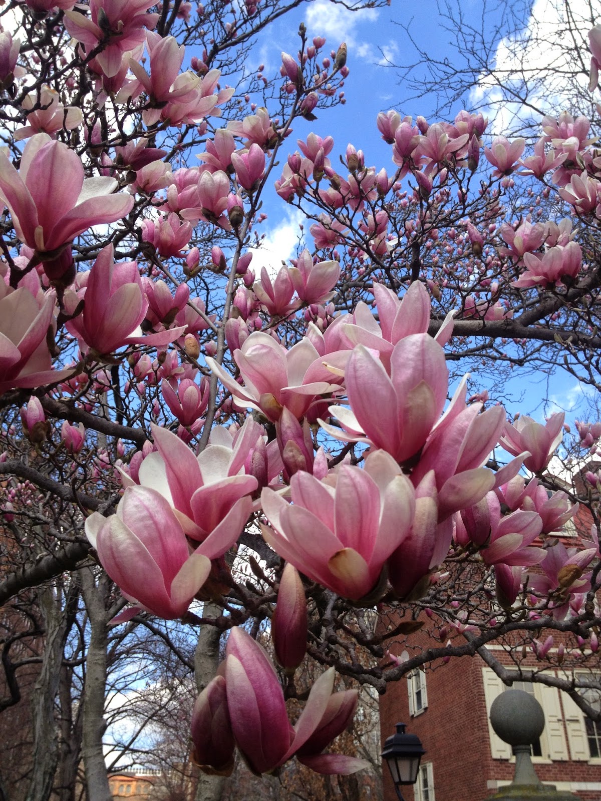 PHILLY TREES: PHILLY FLOWER CHATTER