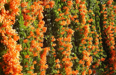 PLANTAS PARA TENER EN UNA CASA: BIGNONIA NARANJA