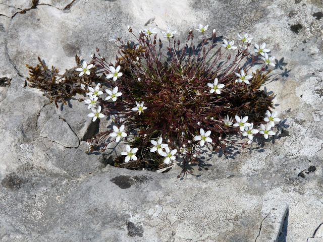 The Flora of Hutton Roof : Minuartia verna (Spring Sandwort)