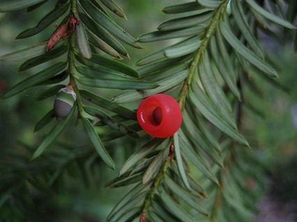 Northwest Conifer Connections: Focus on Pacific Yew