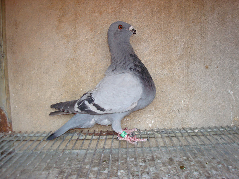JOSE ANTONIO: BAÑAR A LAS PALOMAS
