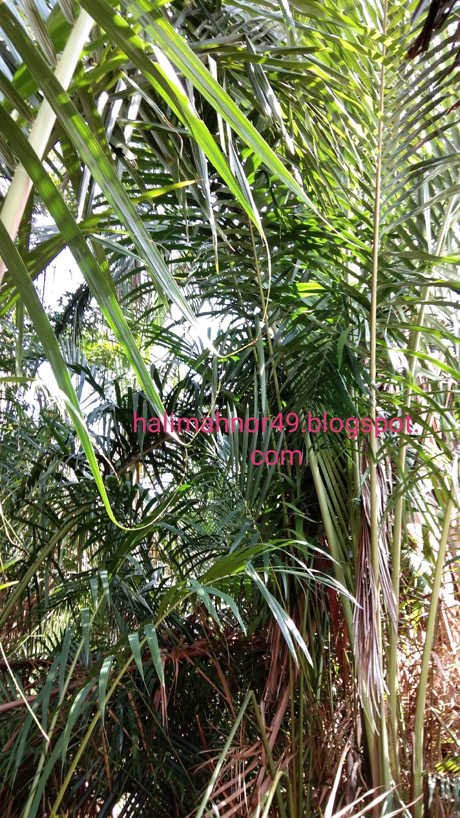 Khas dan Budaya Daerah Kalimantan: Manfaat Pohon Rumbia (Pohon Sagu ...