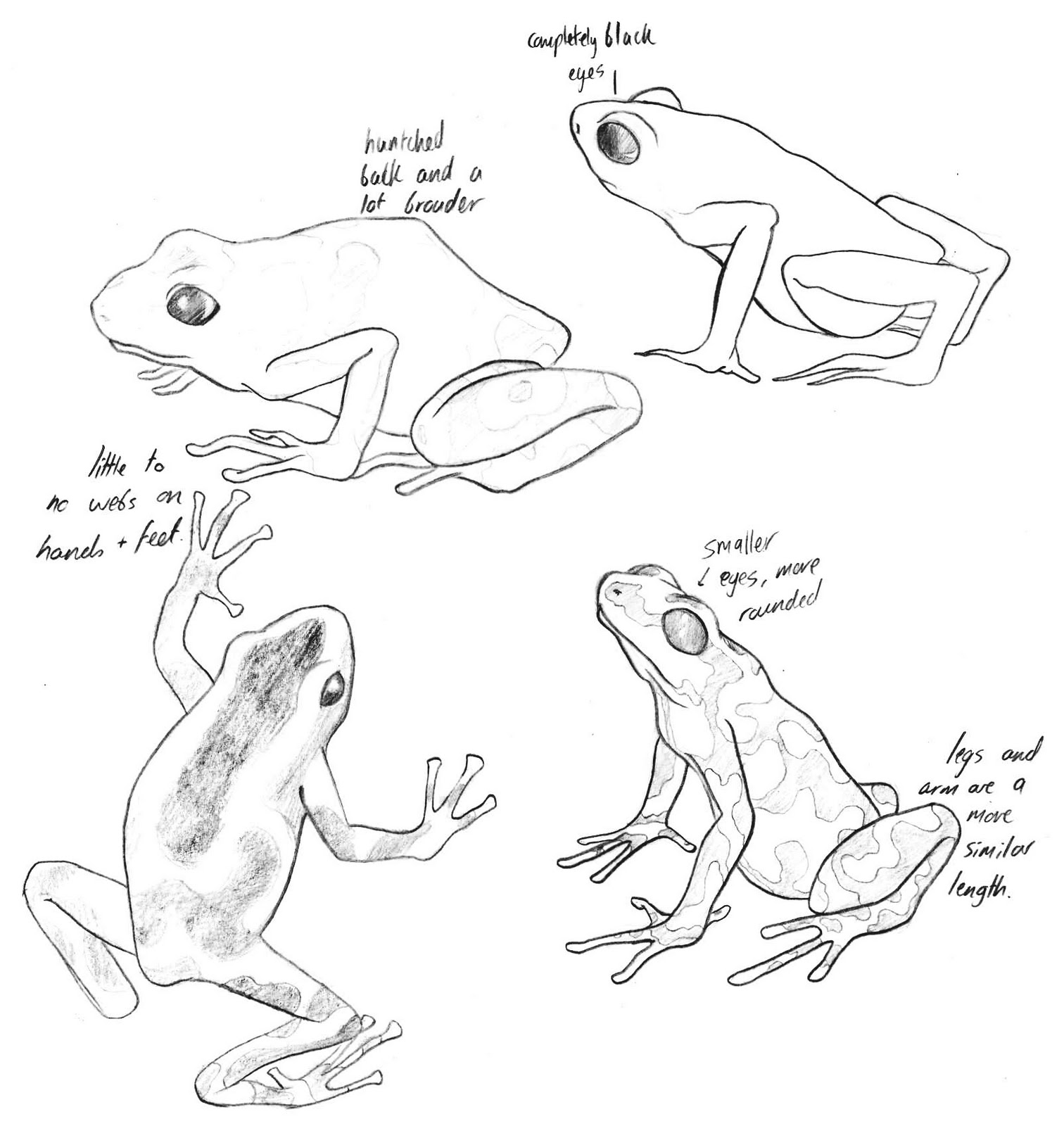 Final Film - Odonata: Research