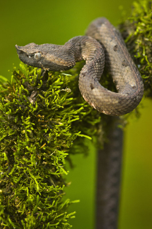 Hovland Photography's Image of the Day: Pit Viper in Costa Rica