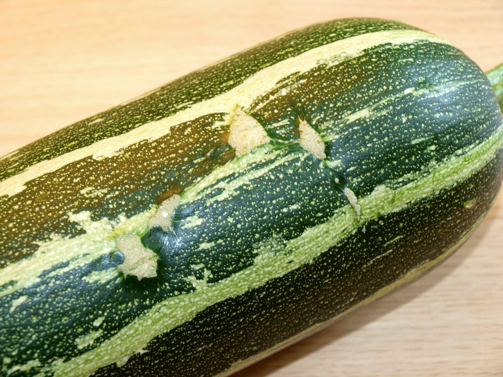 Mark's Veg Plot: Marrow "Bush Baby"s first fruit