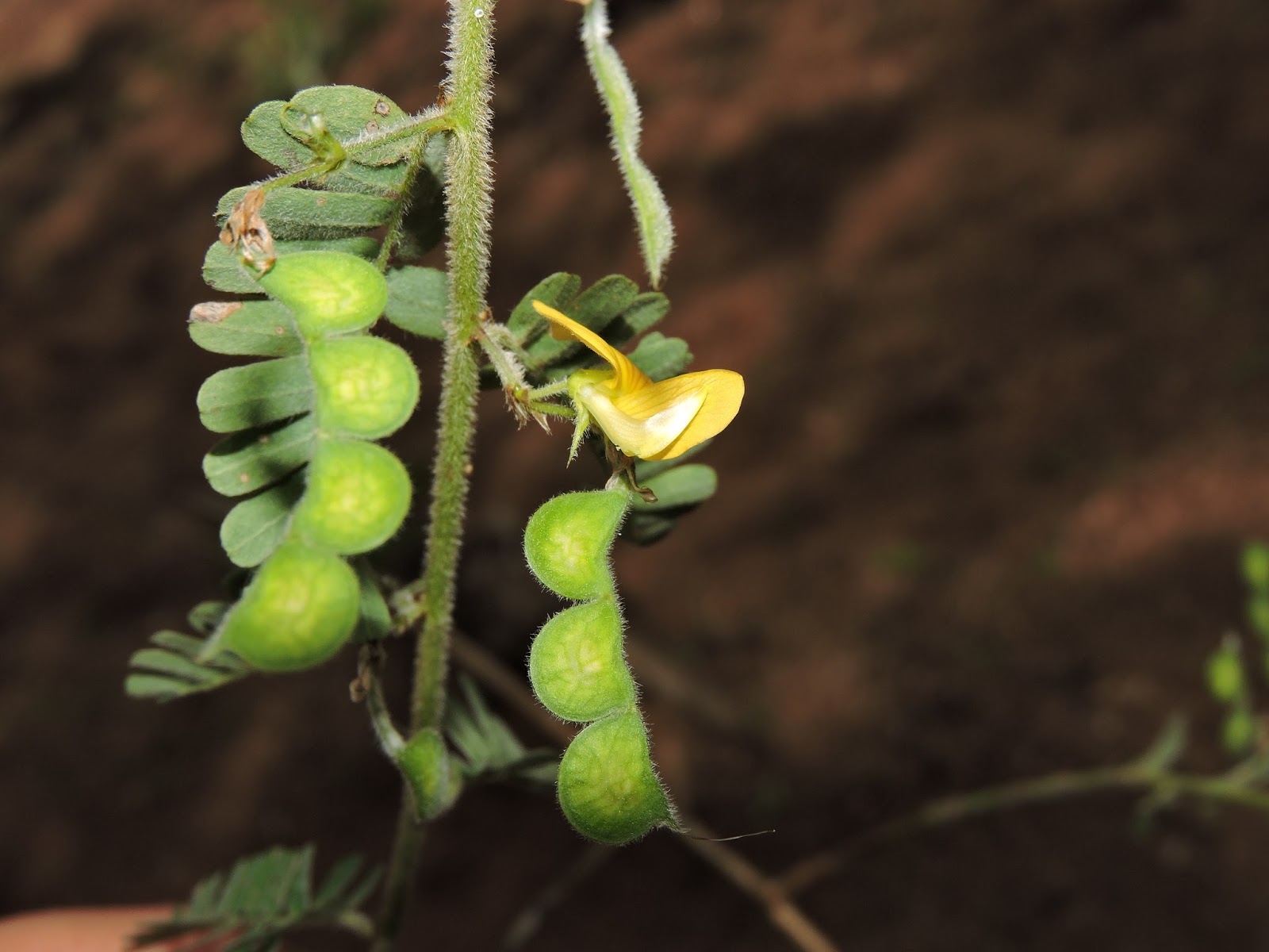 The Flowering plants (Leguminosae - Fabaceae): July 2015