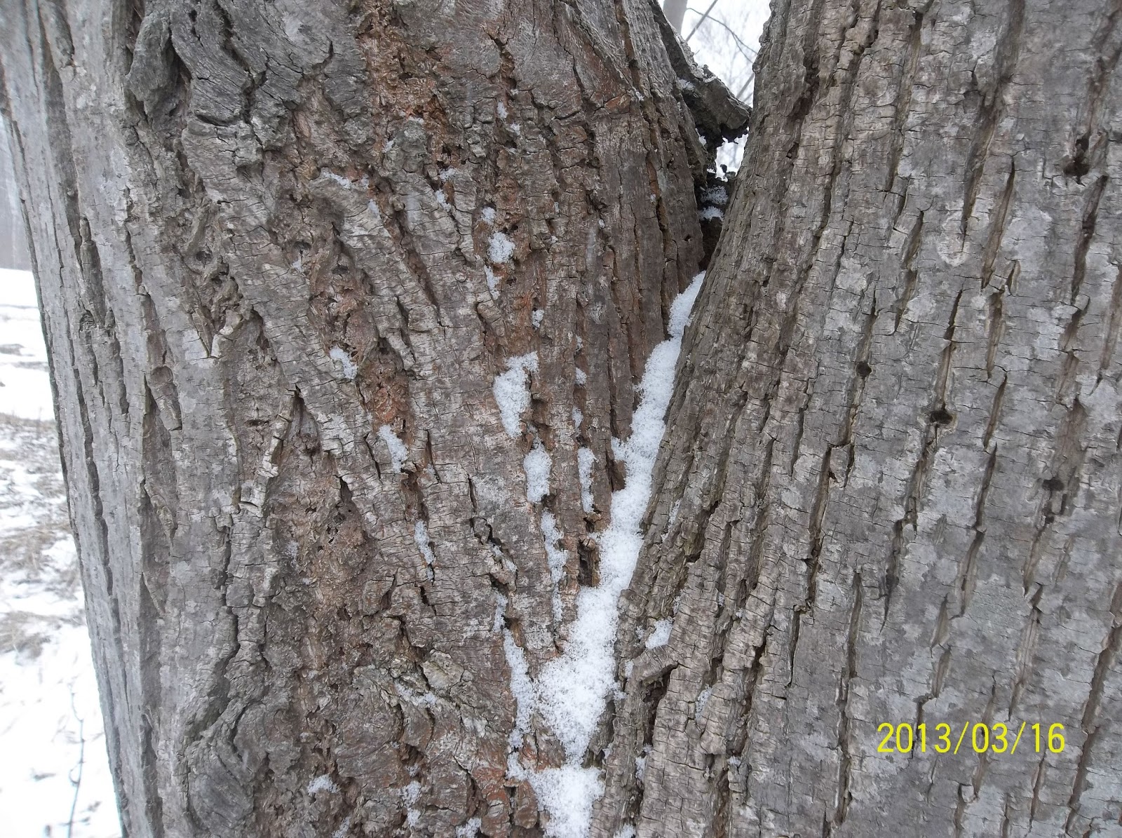 logb: Tree Is A Waterfall; A Study in Zen thought