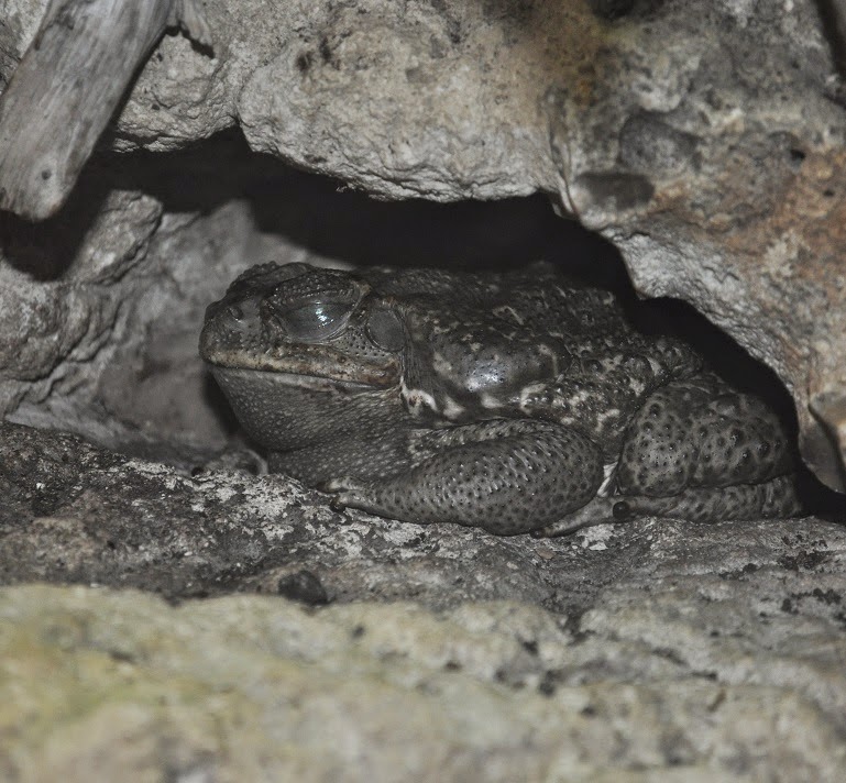 ZOOTOGRAFIANDO (6.100 ANIMALS): SAPO ROCOCÓ / ROCOCO TOAD (Rhinella ...