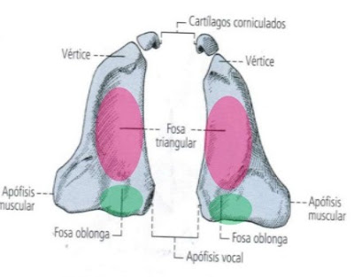 Curso de Anatomía II: Configuración anatómica de la laringe parte 3