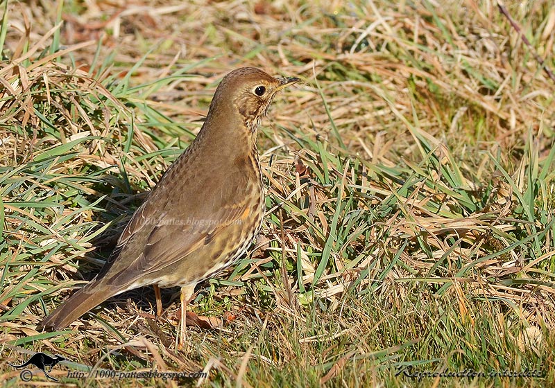 WILDLIFE GATEWAY: La Grive musicienne