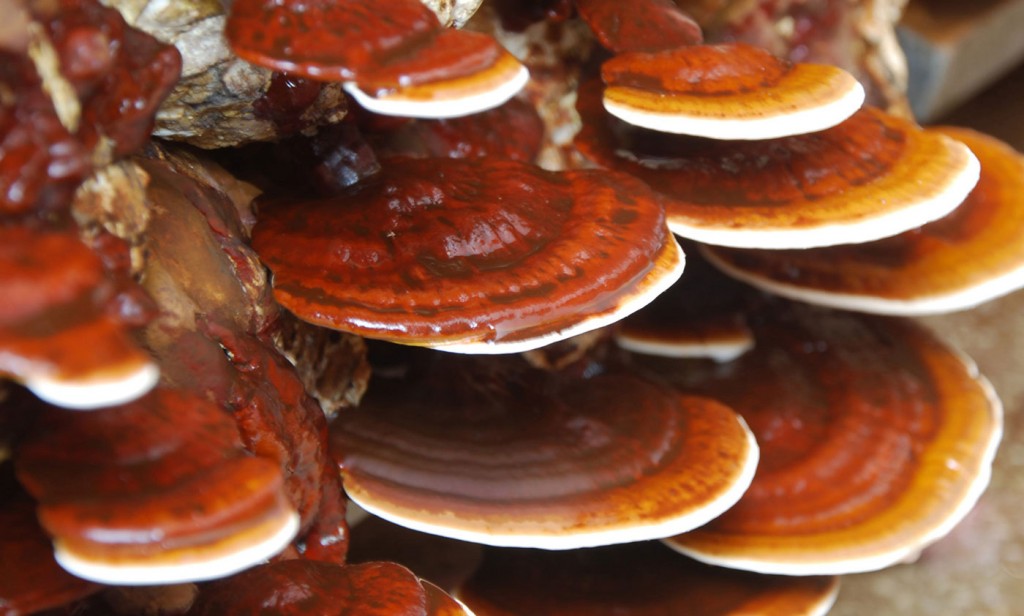 Reishi o Ganoderma lucidum, el hongo de la vida y la longevidad ~ DXN Internacional, Un Mundo ...
