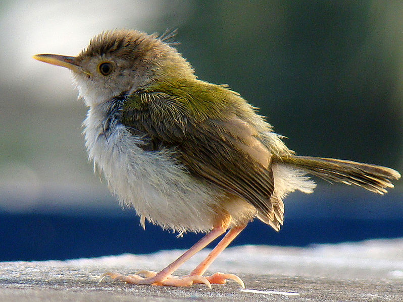 ARUNACHALA BIRDS: Common Tailorbird
