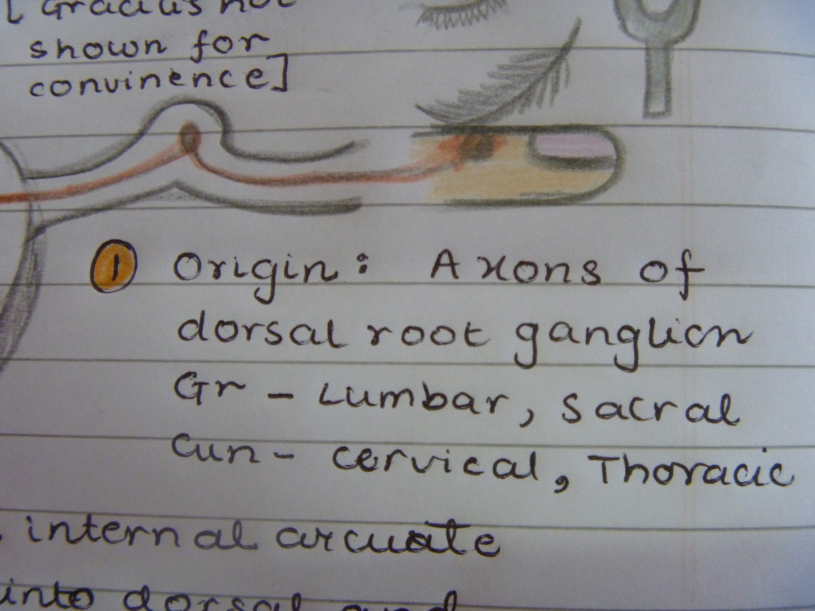 Medicowesome: Fasciculus gracilis and cuneatus
