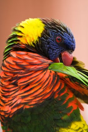 PurerAir.com: Is Bird Dander Harmful?