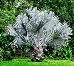 Pashudhan and Animal Science : Palm tree – Symbol of victory, peace and ...