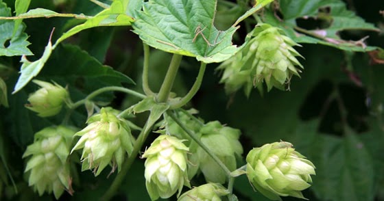 About Health: Hops