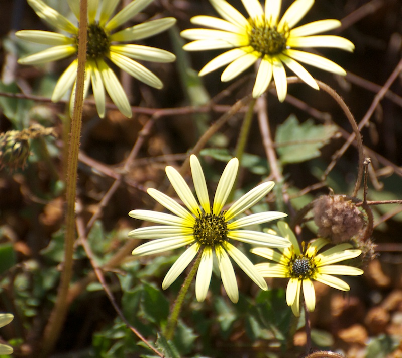 A Wandering Naturalist: Australia: Mount Gibson