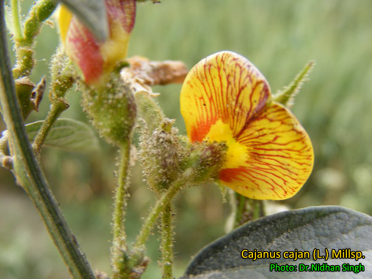 Medicinal Plants: Cajanus cajan, Pigeon Pea, ervilha de Angola, arhar ...