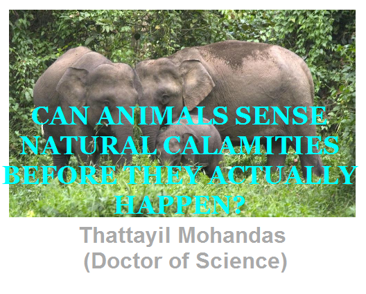 CAN ANIMALS SENSE NATURAL CALAMITIES BEFORE THEY ACTUALLY HAPPEN can-animals-sense-natural-calamities-before-they-actually-happen