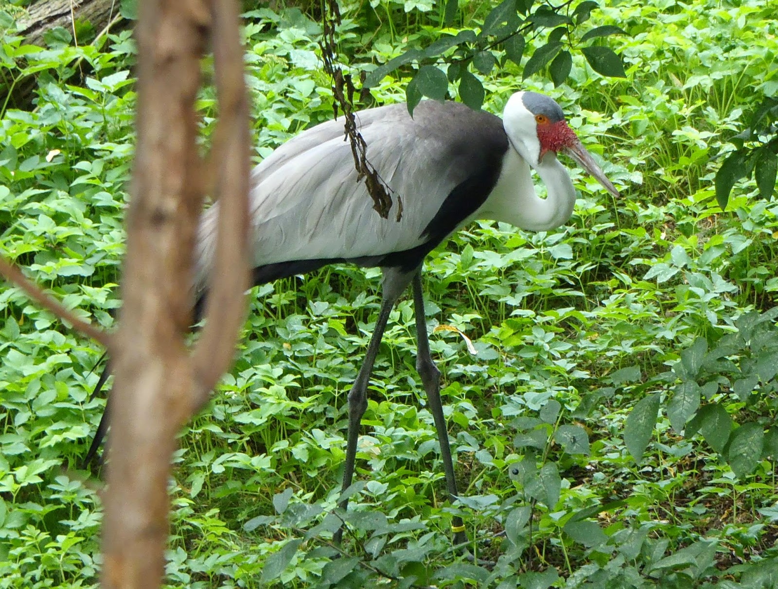 pan-Aves: Dinosauři v Zoo Praha, díl 1. – Neornithes bez Telluraves