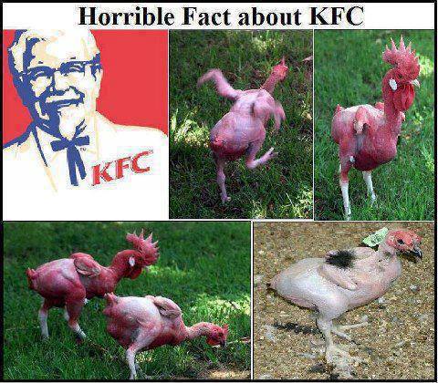 Kfc Chickens No Eyes