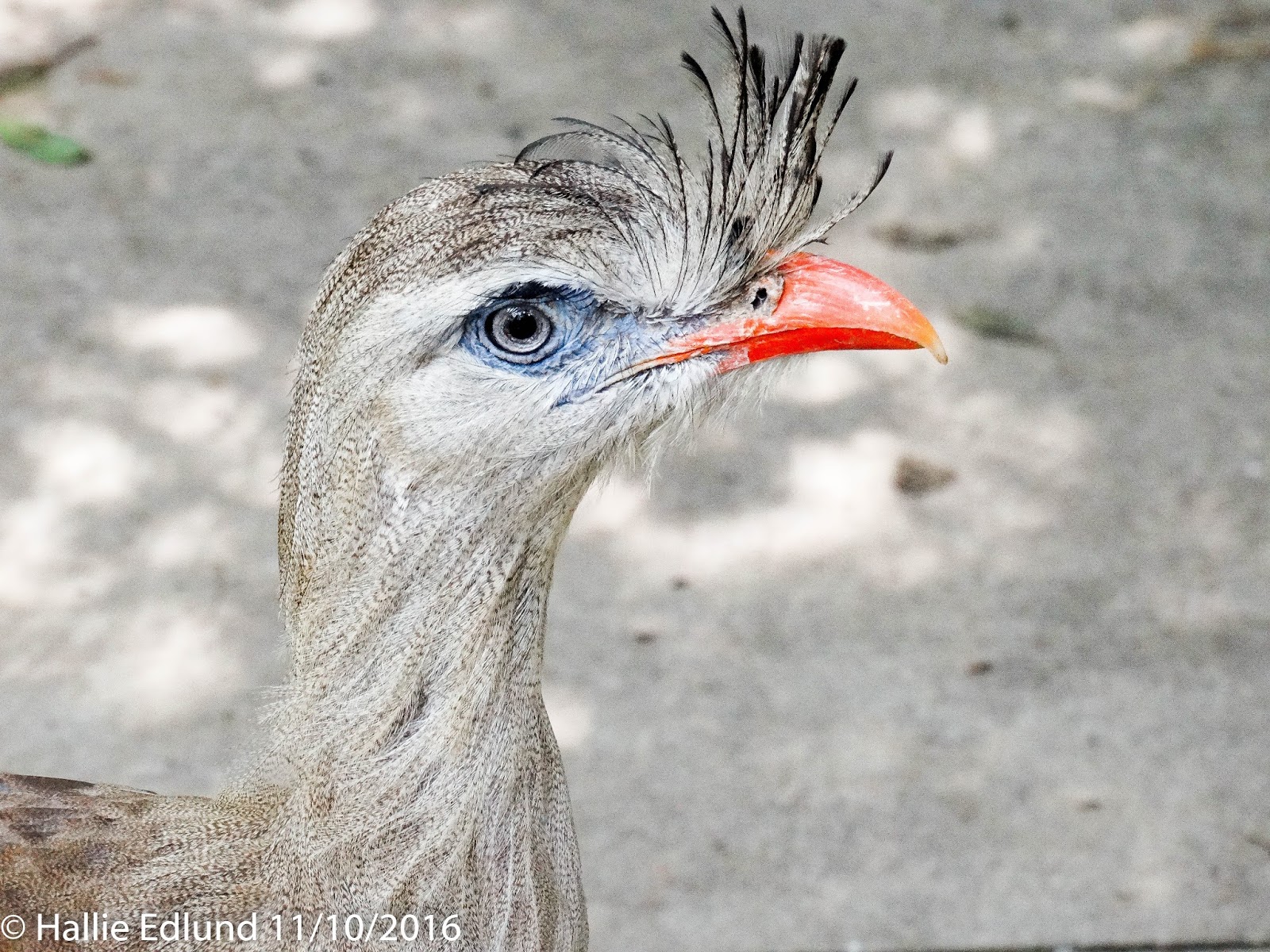 GENNY vs. HALLIE Big Year Challenge