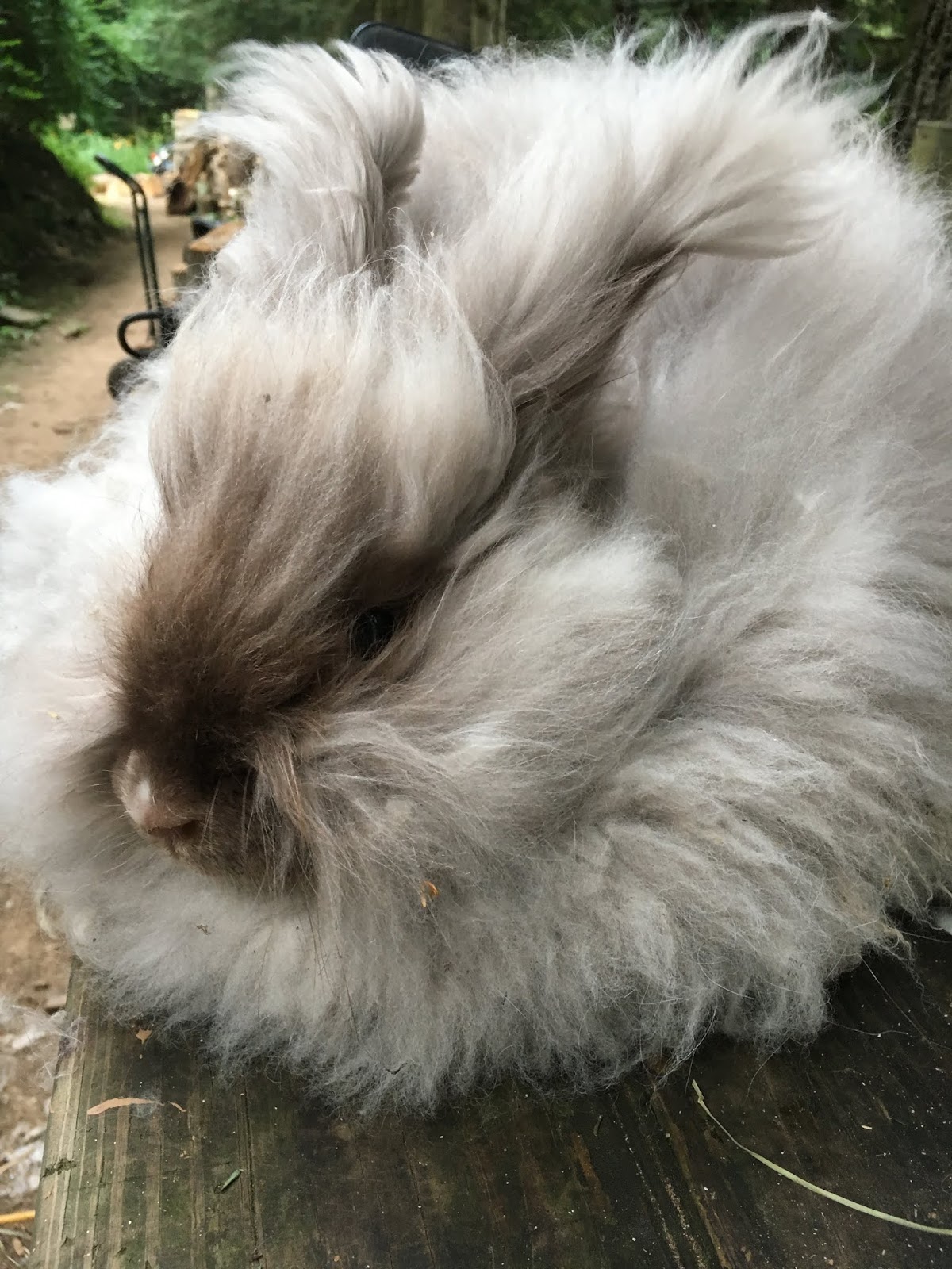 Coon Hollow Farm: Keeping Rabbits cool in the summer