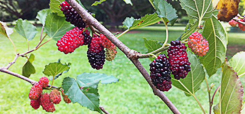 Plante um pé de amora no quintal da casa ou do apartamento - Teste Casa ...