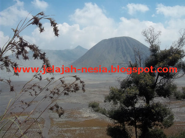 Gambar Bunga Edelweis Di Bromo - Andira Gambar