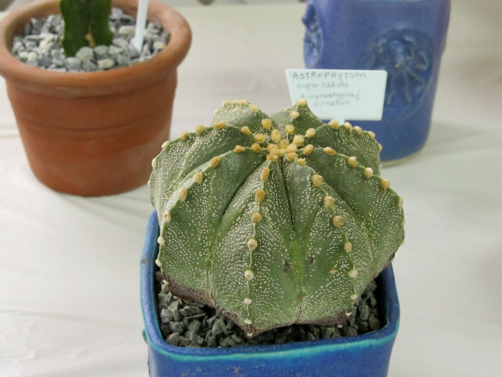 Rock-Oak-Deer: San Antonio Cactus & Xerophyte Society State Show & Sale