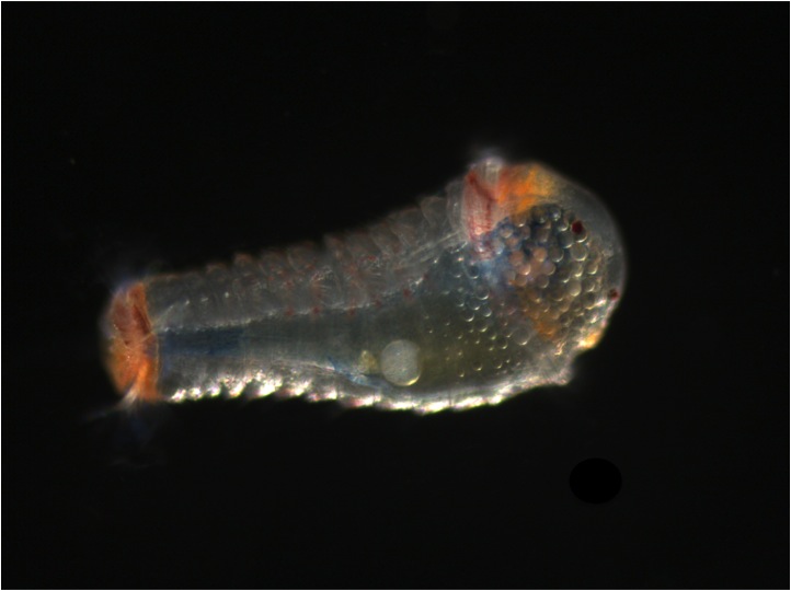 Invertebrate Embryology: Confirmed identity of wild-caught planktonic ...