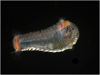 Invertebrate Embryology: Confirmed identity of wild-caught planktonic ...