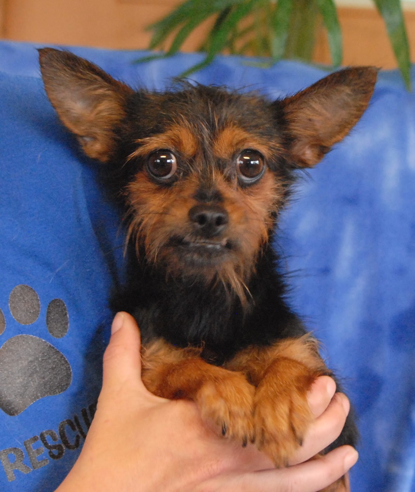 6 Yorkshire Terriers rescued from a backyard breeder, debuting for ...